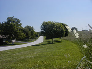 Conservation Subdivision Design Guide - Street Width